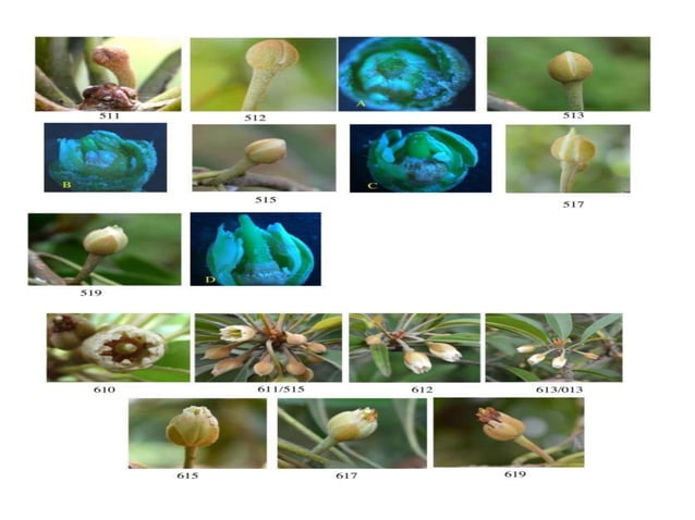 Breeding of sapota | PPTX | Gardening | Home & Garden