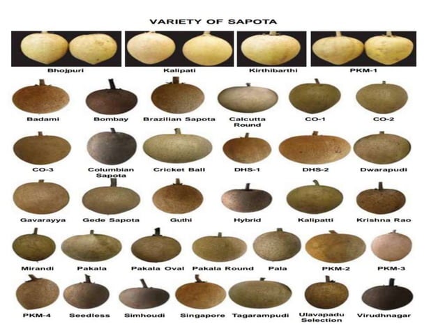 Breeding of sapota | PPTX | Gardening | Home & Garden