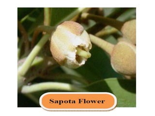 Breeding of sapota | PPTX