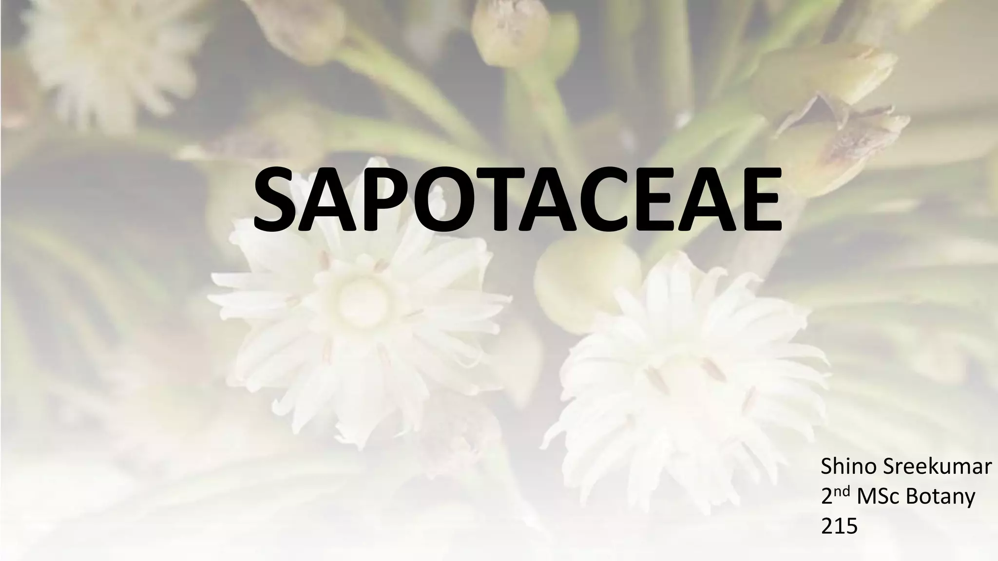 Sapotaceae.pptx