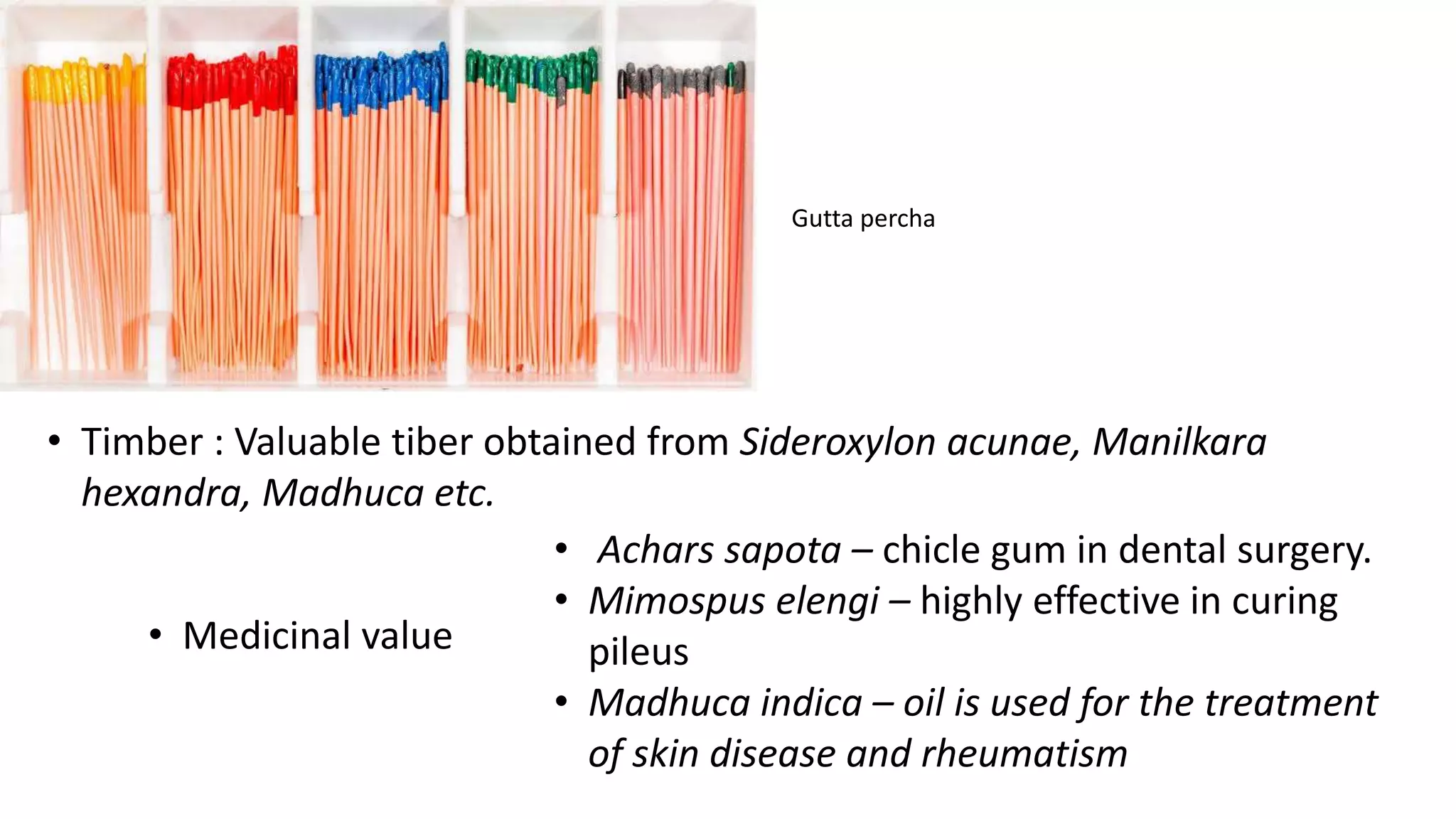 Sapotaceae.pptx