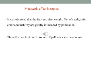 Sapota reeti 656 | PPTX