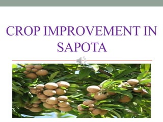 Sapota reeti 656 | PPTX