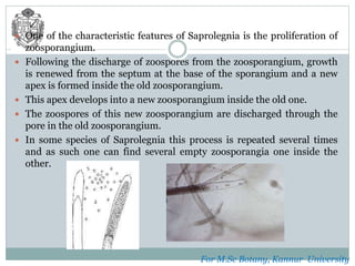 Saprolegnia | PPTX