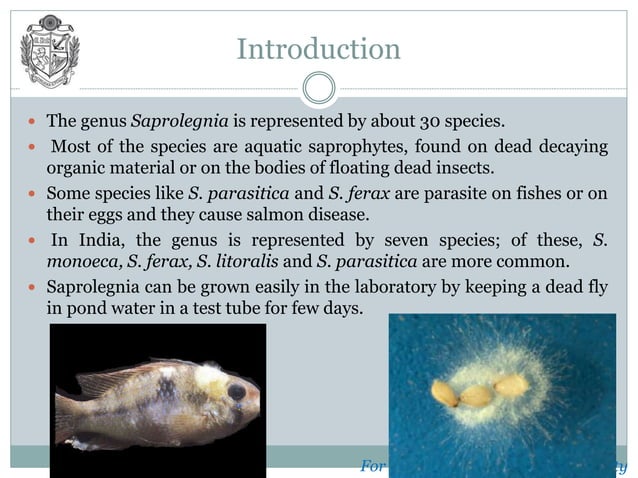 Saprolegnia | PPTX