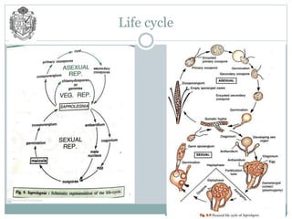 Saprolegnia Reproduction