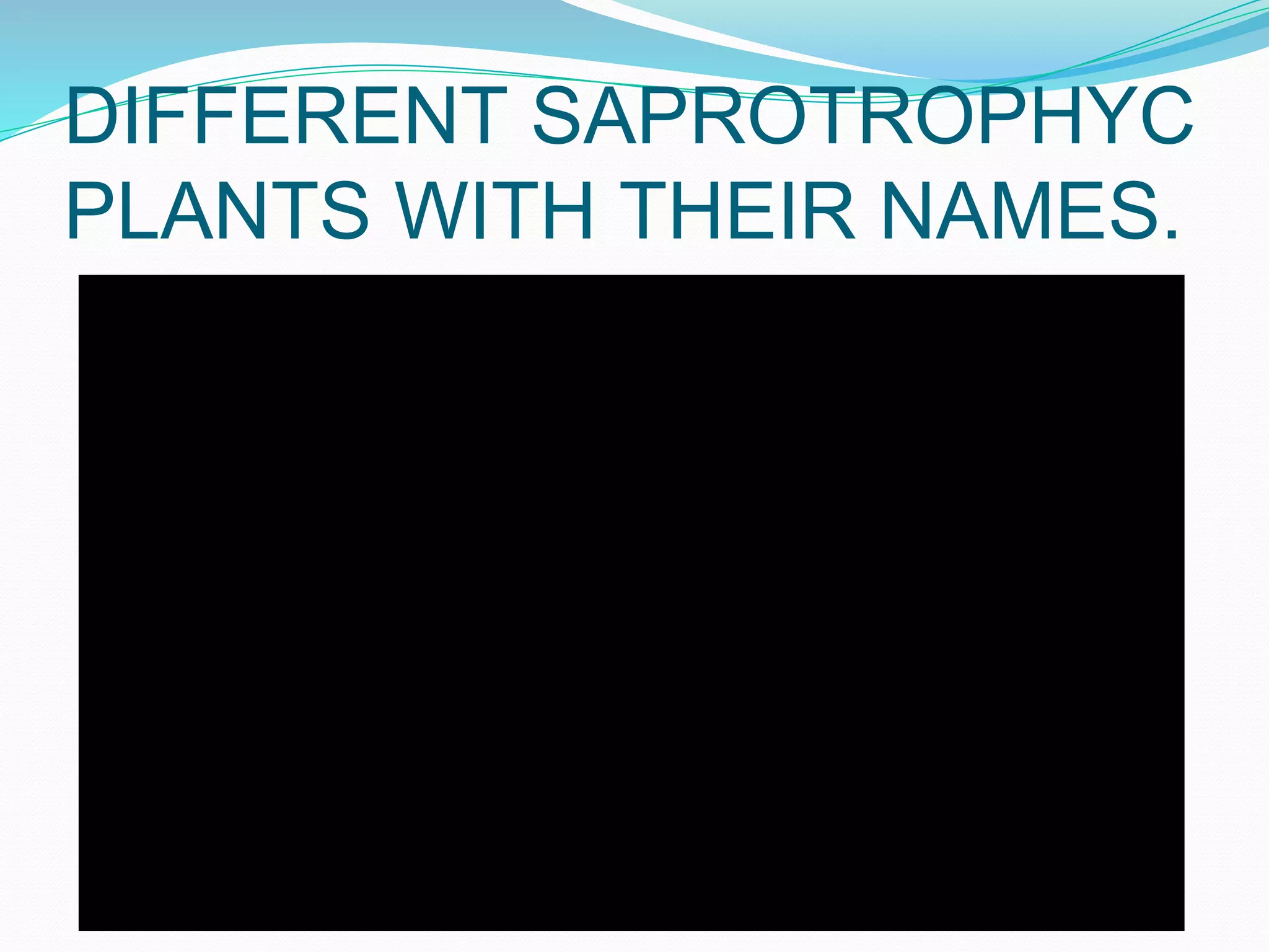 SAPROPHYTIC MODE OF NUTRITION IN PLANTS | PPTX