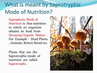 SAPROPHYTIC MODE OF NUTRITION IN PLANTS | PPTX