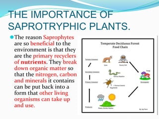 SAPROPHYTIC MODE OF NUTRITION IN PLANTS | PPTX