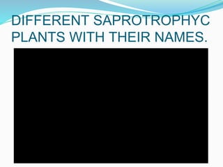 SAPROPHYTIC MODE OF NUTRITION IN PLANTS | PPTX