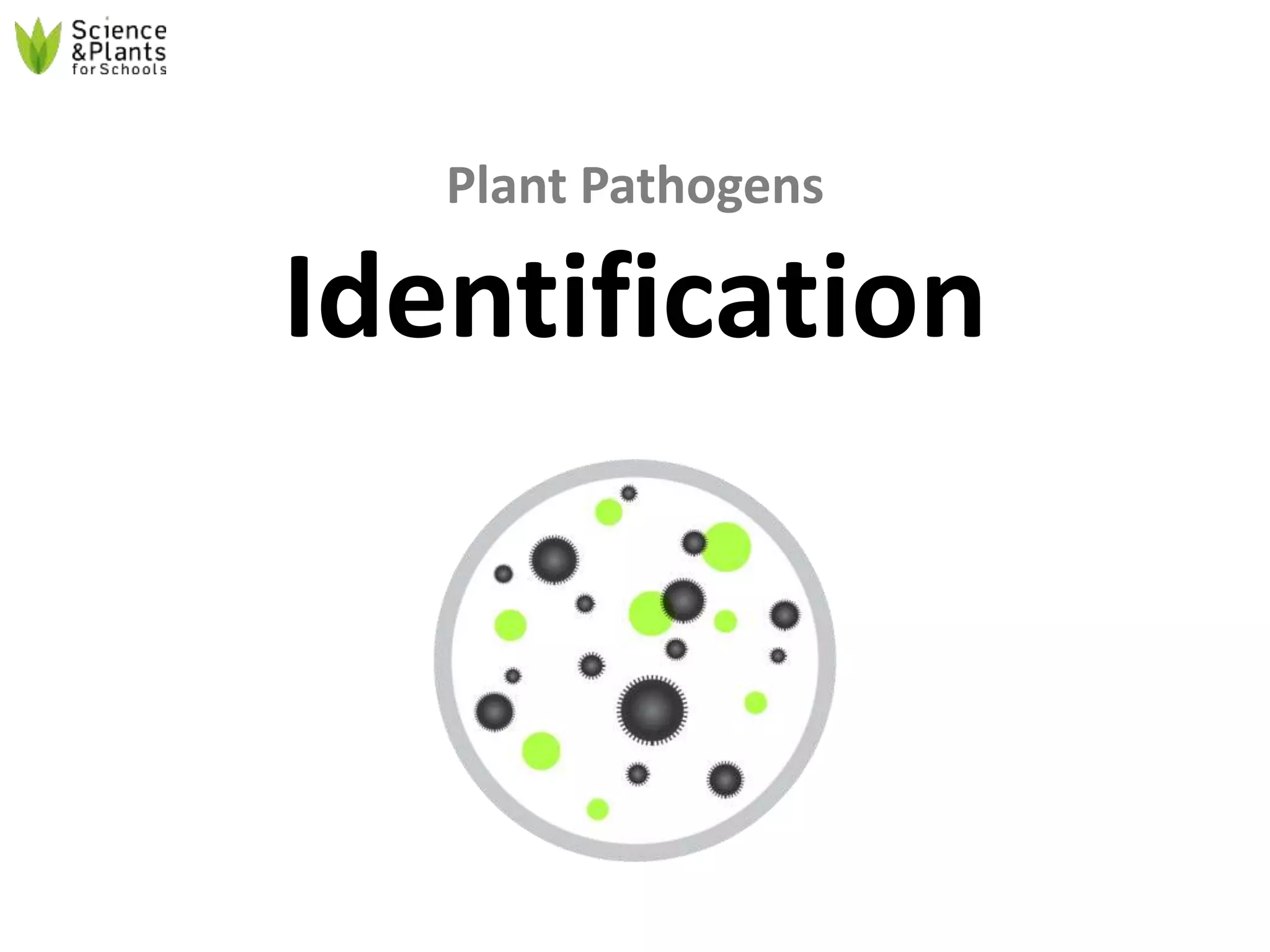SAPS - Plant pathogens - Identification - presentation (1).pptx