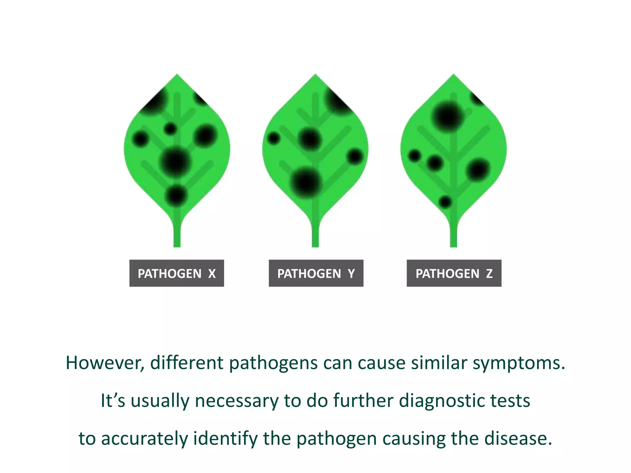 SAPS - Plant pathogens - Identification - presentation (1).pptx