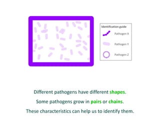 SAPS - Plant pathogens - Identification - presentation (1).pptx