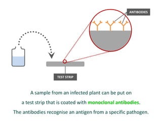 SAPS - Plant pathogens - Identification - presentation (1).pptx