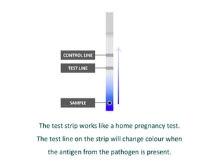 SAPS - Plant pathogens - Identification - presentation (1).pptx
