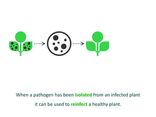 SAPS - Plant pathogens - Identification - presentation (1).pptx