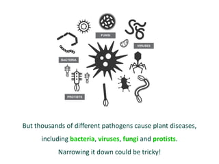 SAPS - Plant pathogens - Identification - presentation (1).pptx