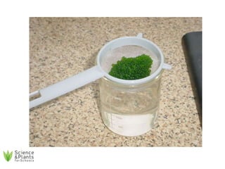 SAPS - Photosynthesis with Algal Balls | PPT