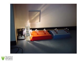 SAPS - Photosynthesis with Algal Balls | PPT