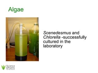 SAPS - Photosynthesis with Algal Balls | PPT