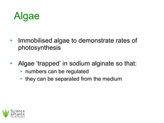 SAPS - Photosynthesis with Algal Balls | PPT