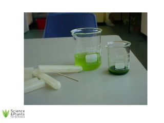 SAPS - Photosynthesis with Algal Balls | PPT