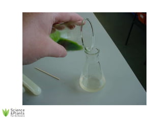 SAPS - Photosynthesis with Algal Balls | PPT