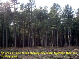 SAPS-Tree-Rings-The-Science-of-Dendrochronology.ppt