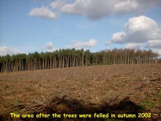 SAPS-Tree-Rings-The-Science-of-Dendrochronology.ppt