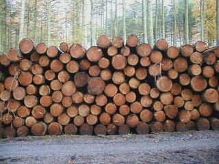 SAPS-Tree-Rings-The-Science-of-Dendrochronology.ppt