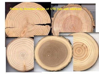 SAPS-Tree-Rings-The-Science-of-Dendrochronology.ppt