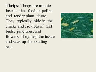 Sap suckers as a pest of forest trees. | PPT