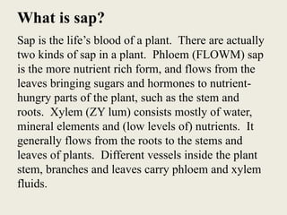 Sap suckers as a pest of forest trees. | PPTX