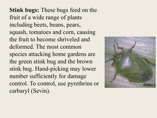 Sap suckers as a pest of forest trees. | PPT