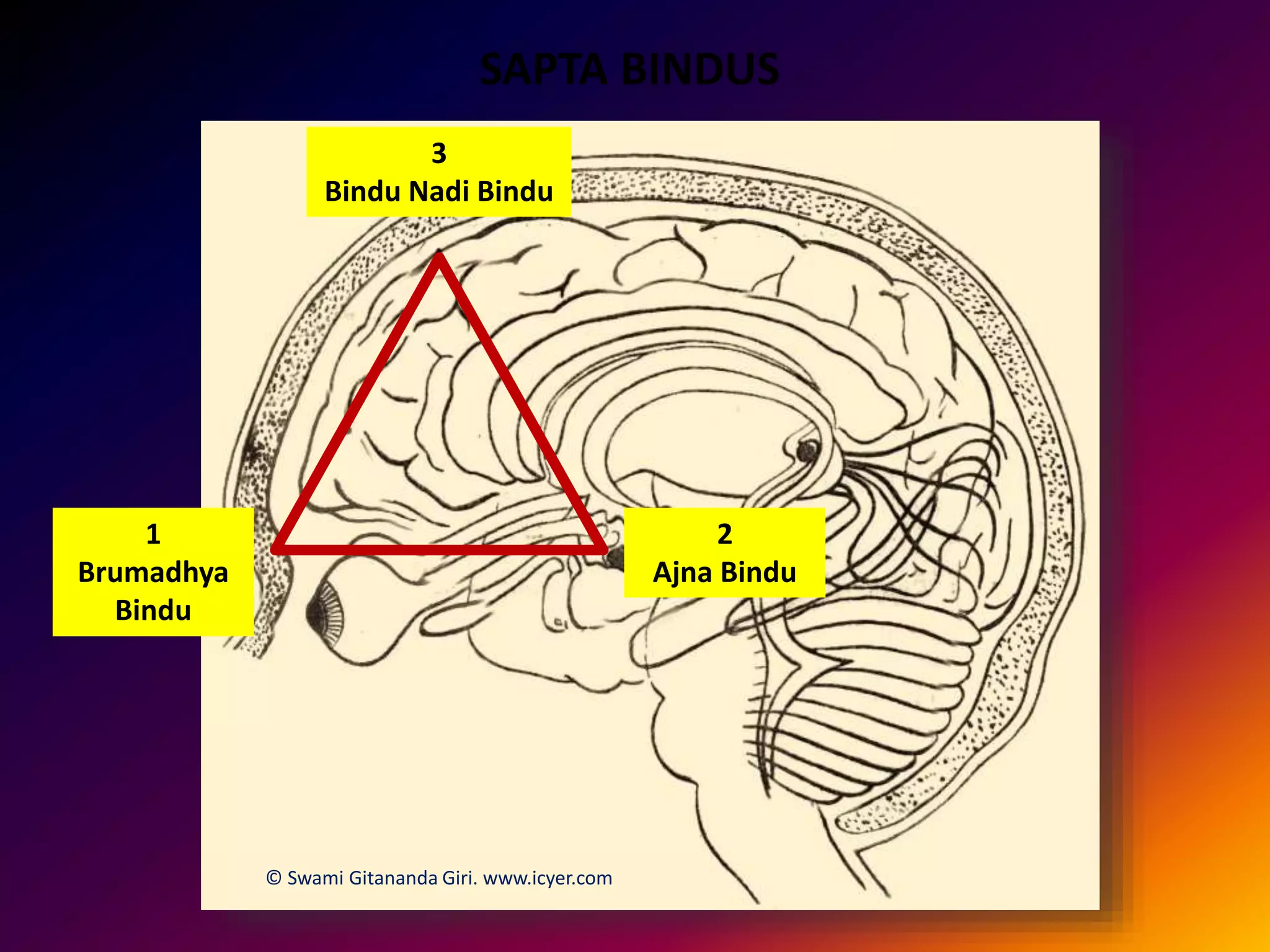 Sapta Bindus of the Gitananda (Rishiculture Ashtanga) Yoga Tradition 2017 | PPTX