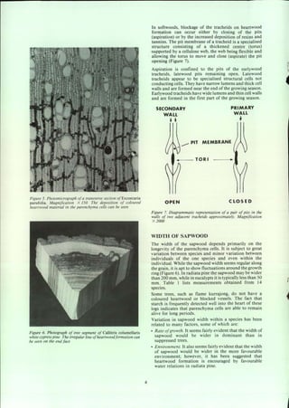 Sapwood-and-Heartwood1.pdf
