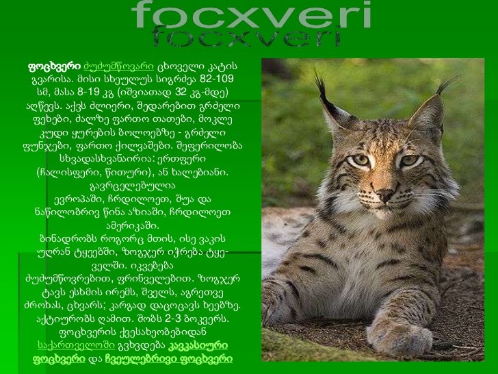 საქართველოს წითელი წიგნი