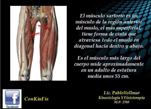 Anatomía del Músculo Sartorio