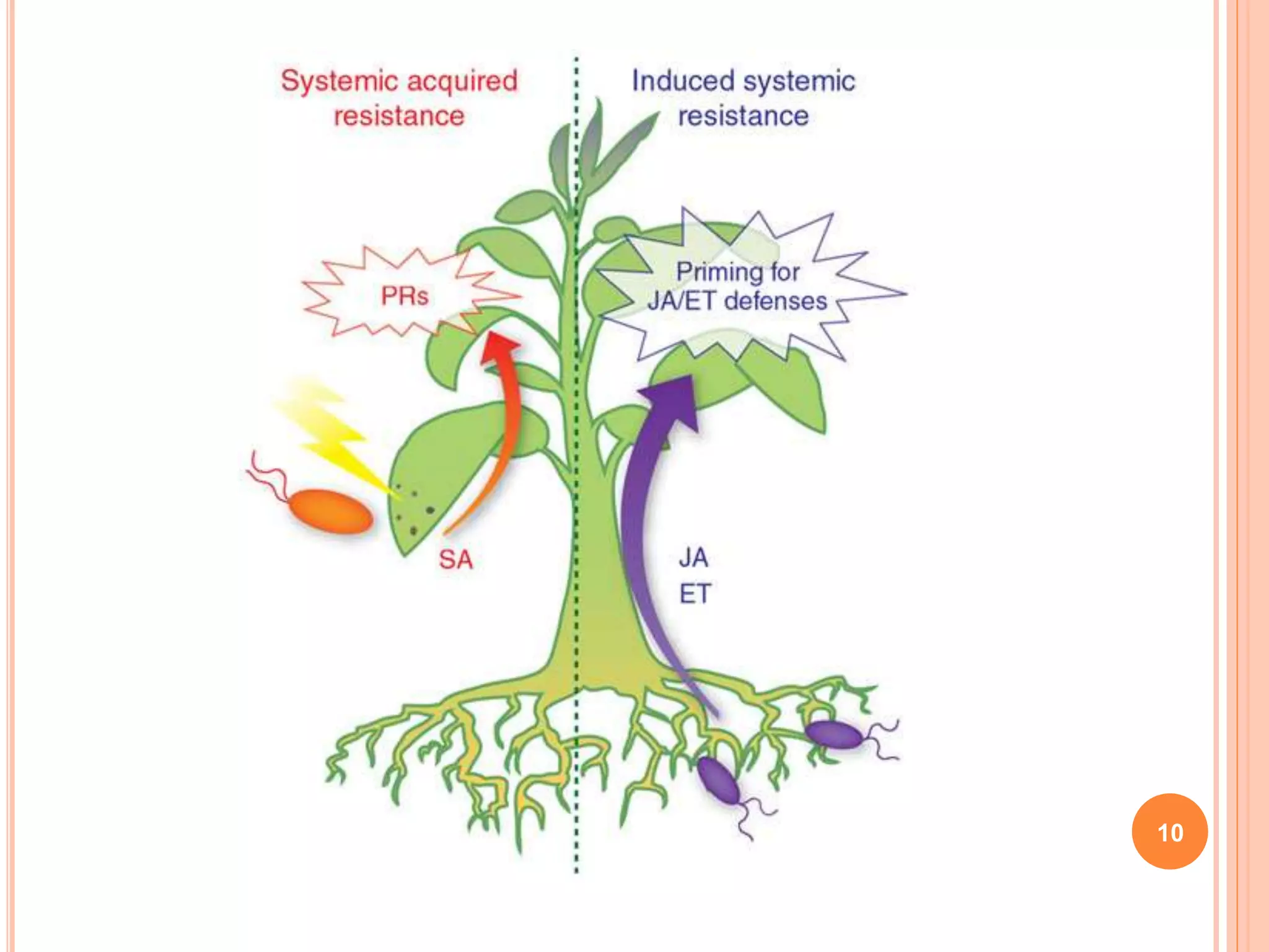 Systemic Acquired resistance | PPTX