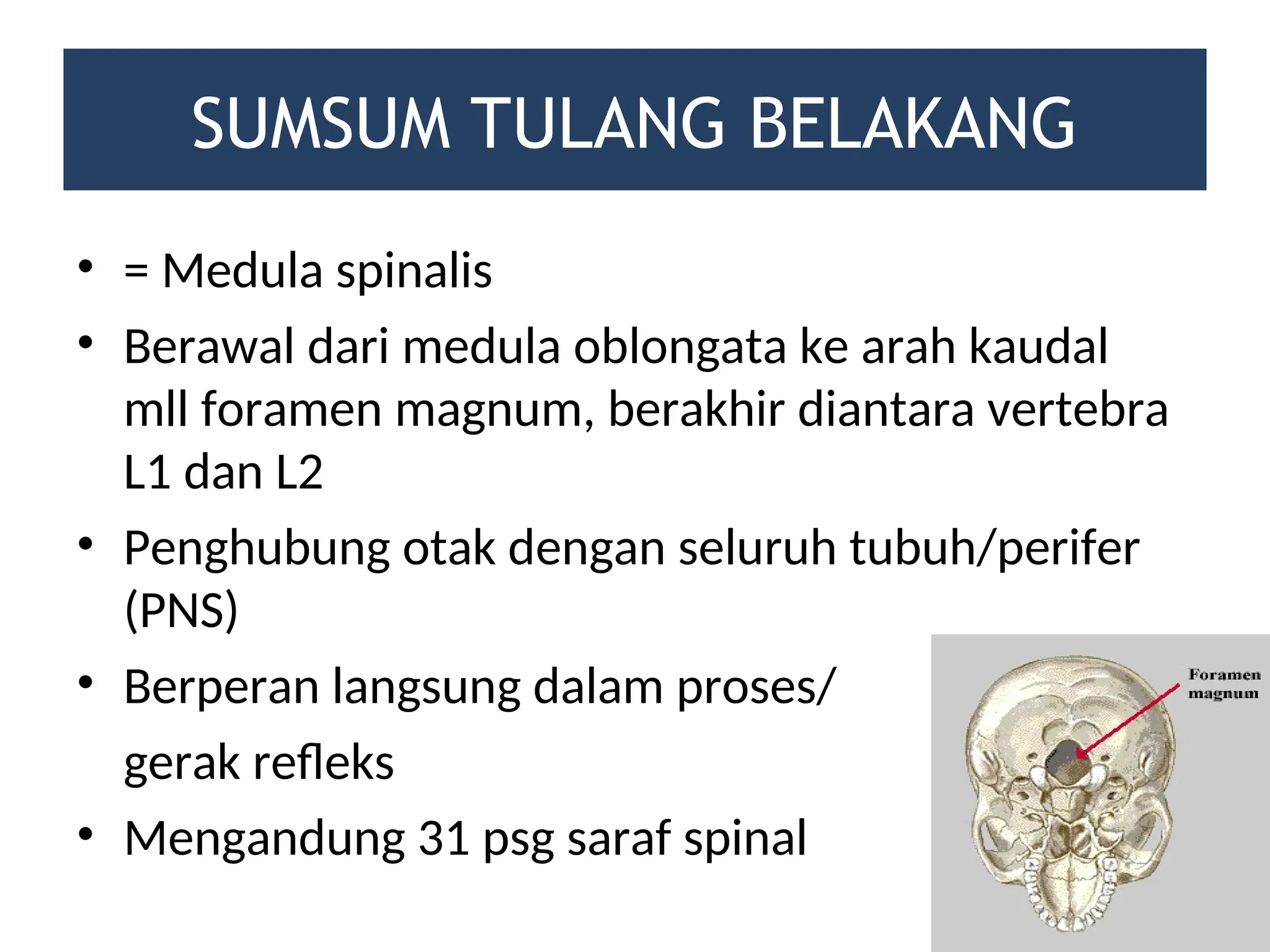sistem saraf manusia anatomi,fisiologi.ppt