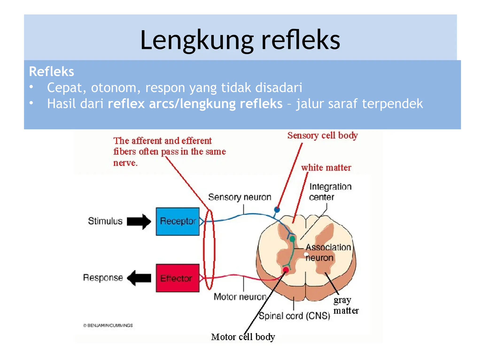 sistem saraf manusia anatomi,fisiologi.ppt
