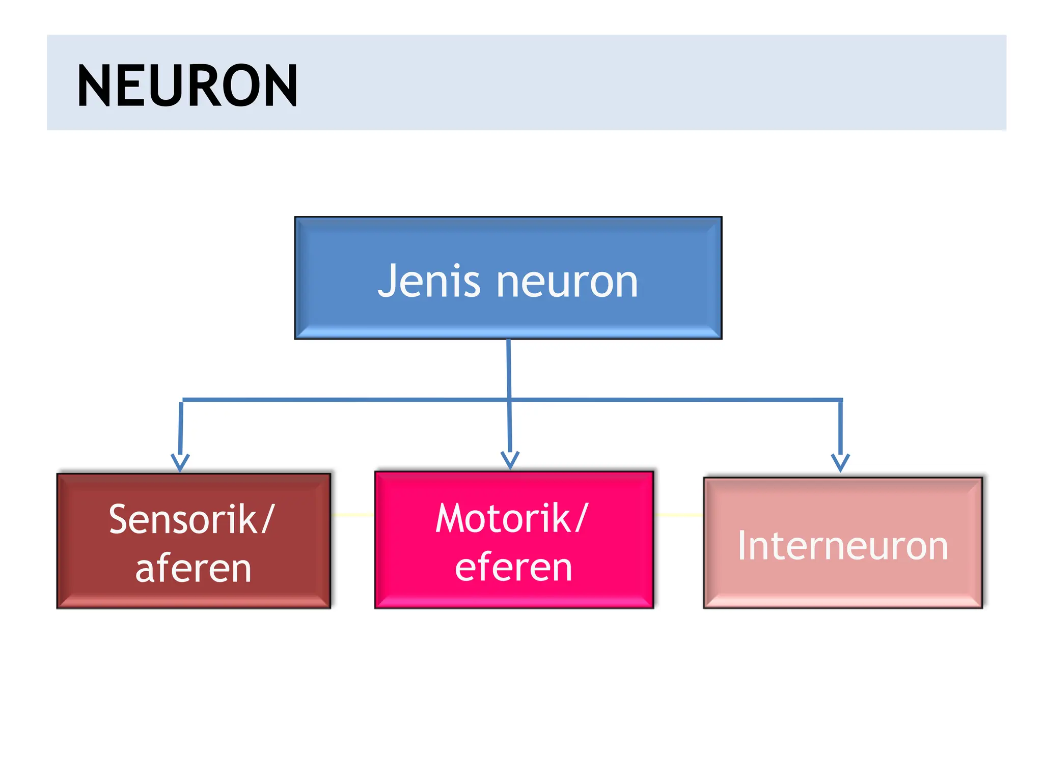 sistem saraf manusia anatomi,fisiologi.ppt
