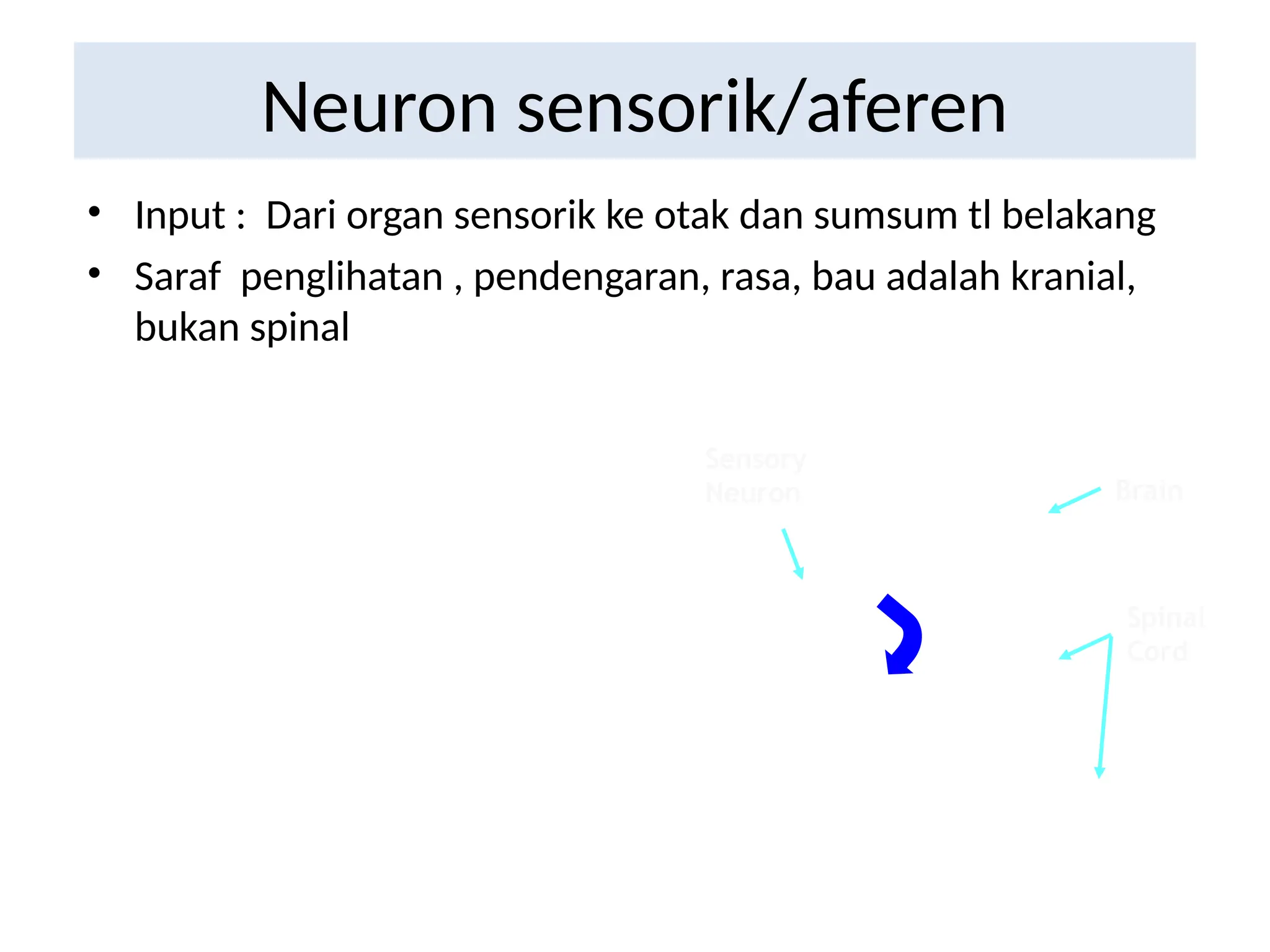 sistem saraf manusia anatomi,fisiologi.ppt