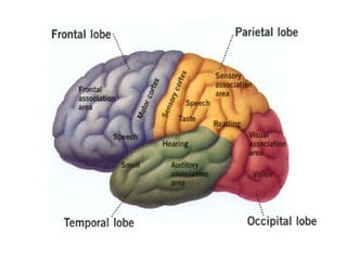 sistem saraf manusia anatomi,fisiologi.ppt