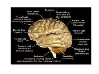 sistem saraf manusia anatomi,fisiologi.ppt