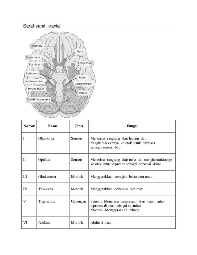 Nervus Kranialis Motorik Sensorik Euzborveniticumine