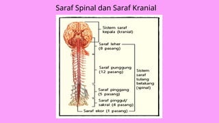 PPT Sistem Saraf dan Sistem Pencernaan.pptx