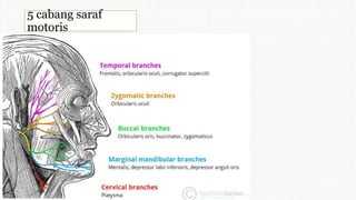 saraf wajah.pptx