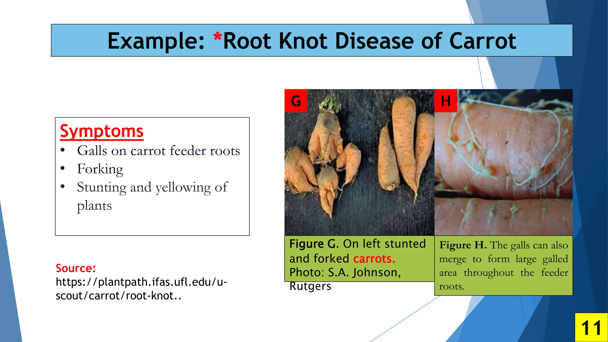 Sarah 51 Root knot disease of vegetables.pptx