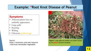 Sarah 51 Root knot disease of vegetables.pptx